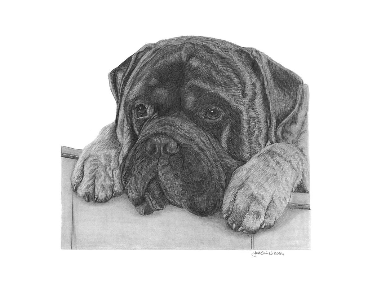 "Inquisitive" MINIATURE - Bullmastiff – Janet Fine Art